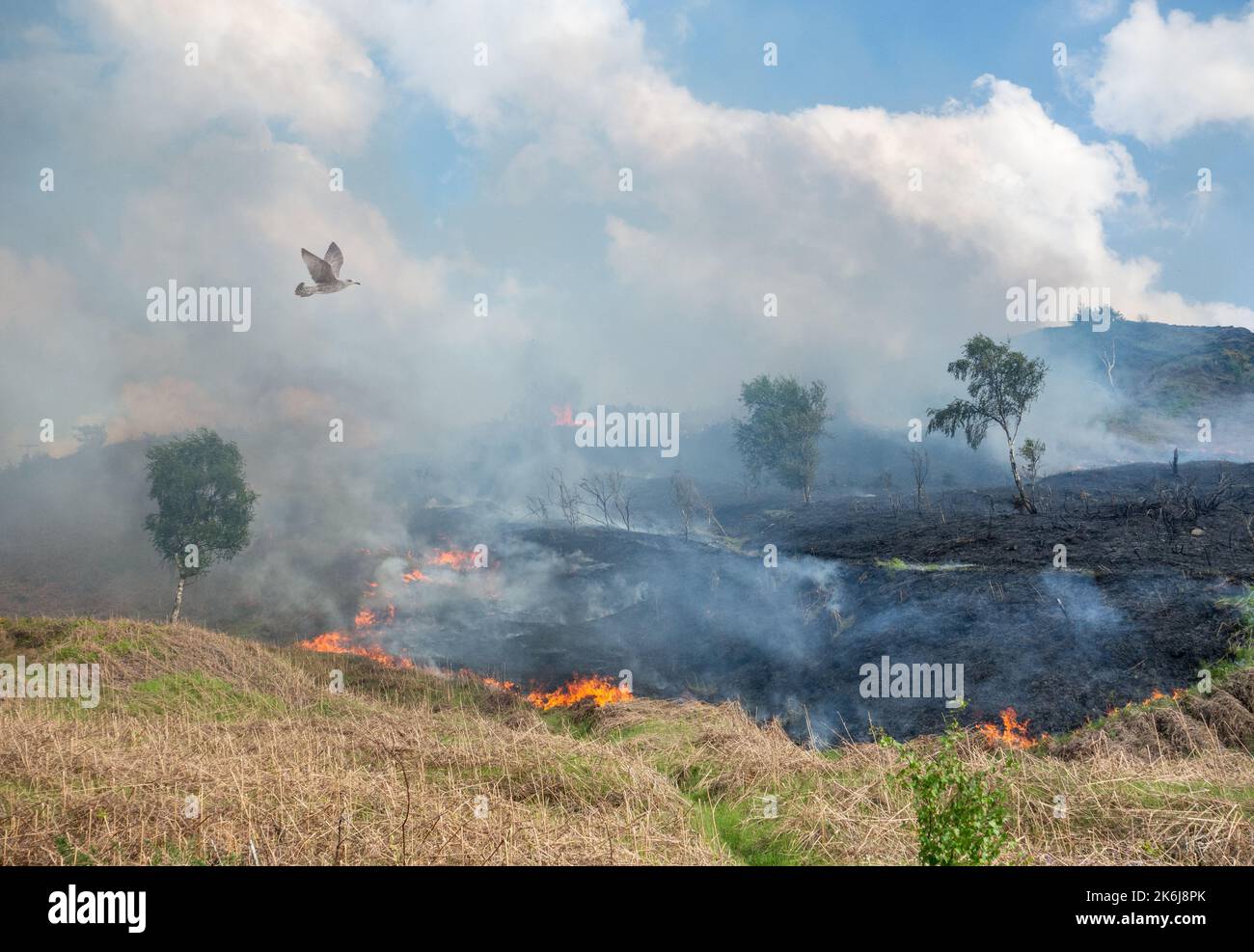 Bird flying over wildfire. Global warming, climate change ...
