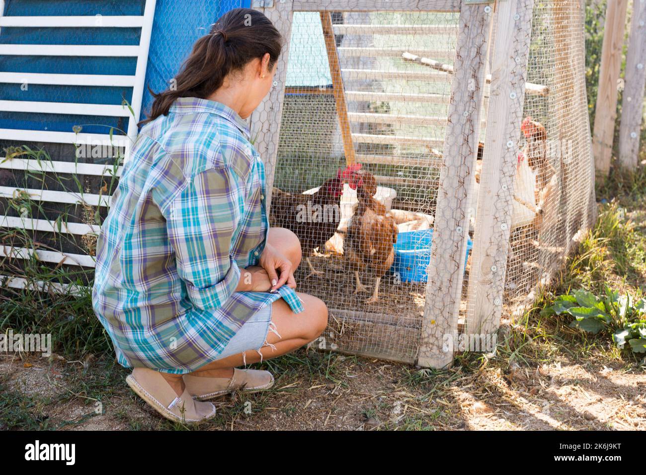 The hen with chikens hi-res stock photography and images - Alamy