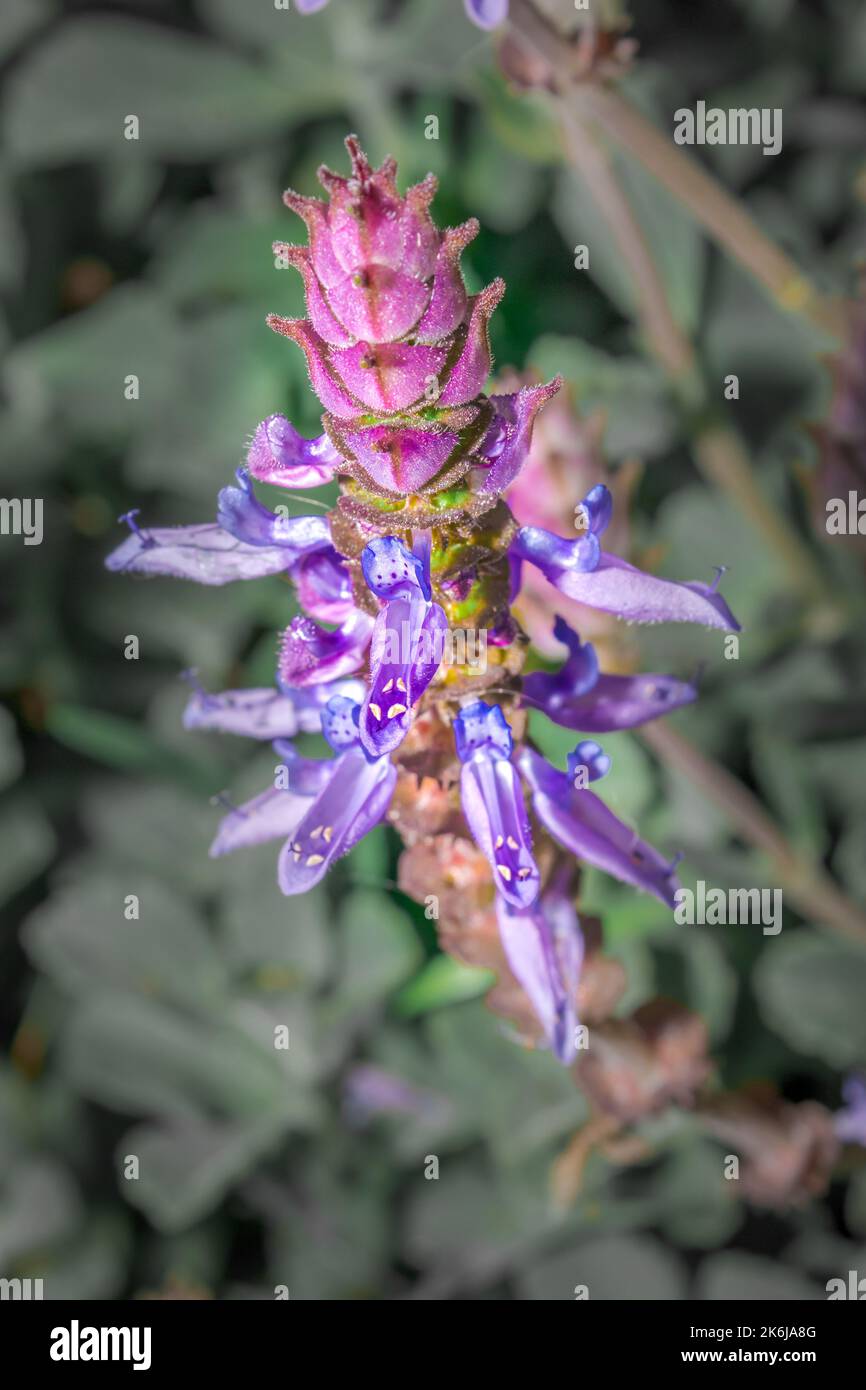 (Plectranthus neochilus) Purpler lobster Flower Plant, Wild flower ...