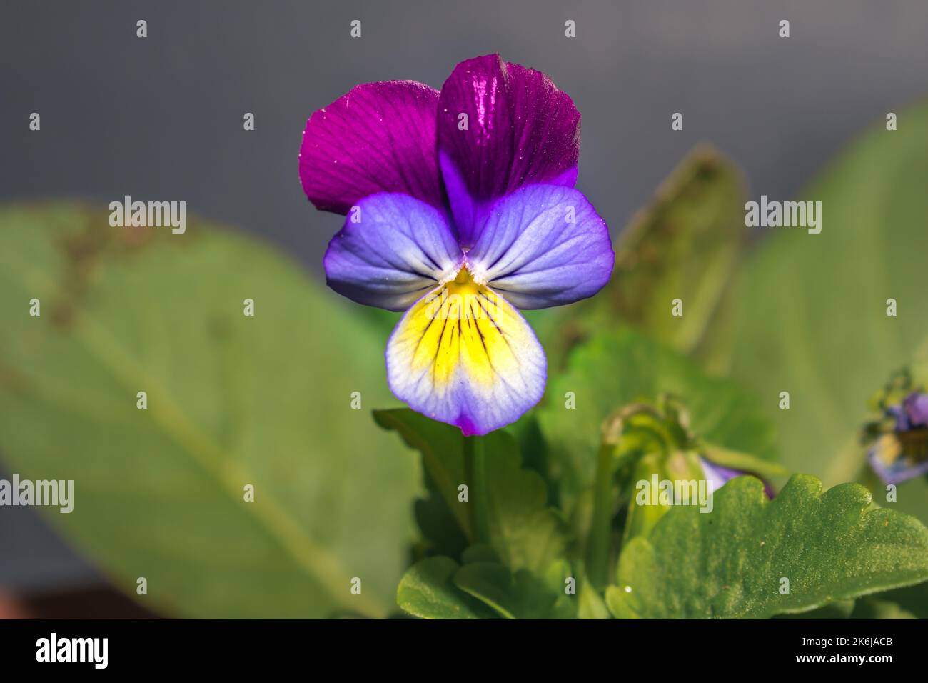 Viola tricolor Wild flowers during spring, Cape Town, South Africa ...