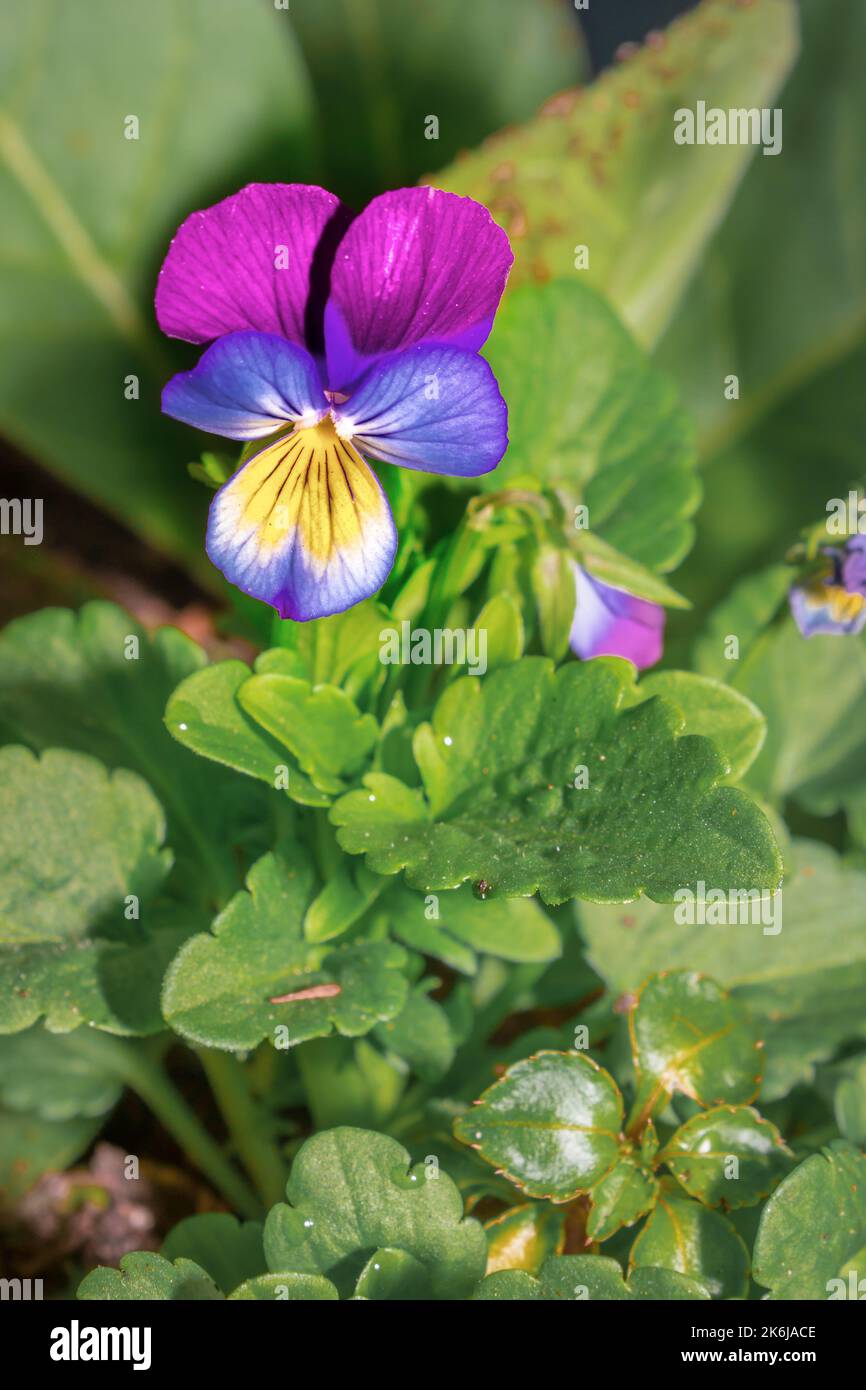 Viola tricolor Wild flowers during spring, Cape Town, South Africa ...