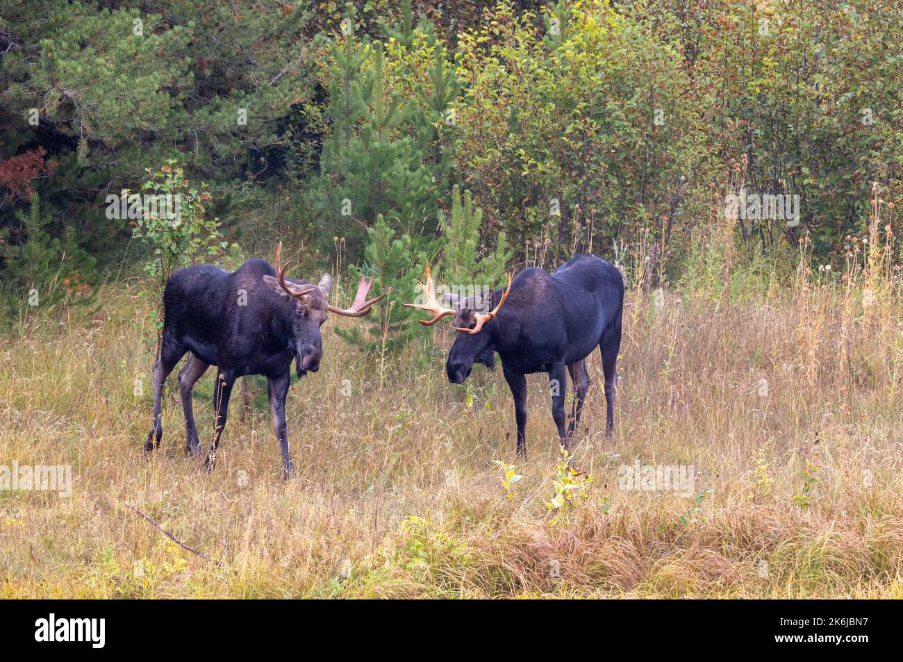 Bull moose fighting grand teton hi-res stock photography and images - Alamy