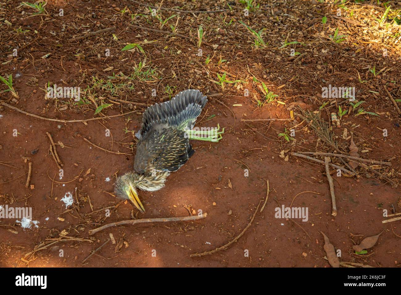 Dead body on floor hi-res stock photography and images - Alamy