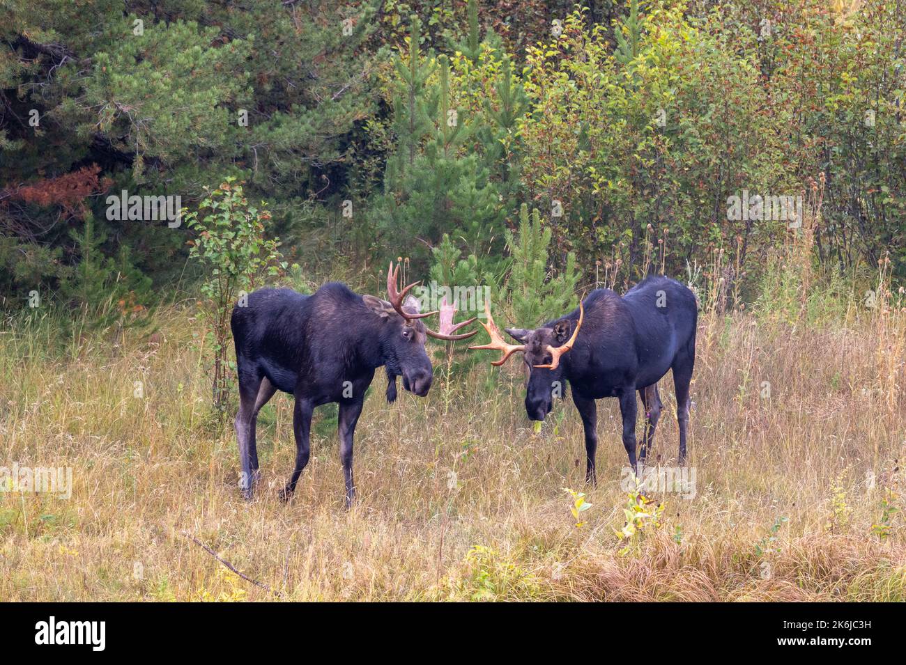 Bull moose fighting hi-res stock photography and images - Alamy