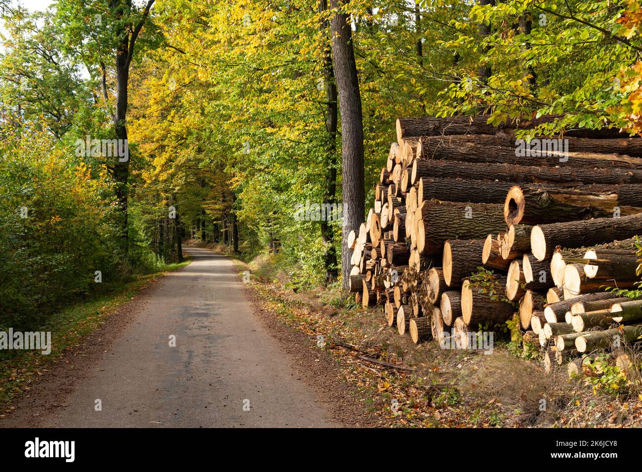Log trunks, the logging timber forest wood industry Stock Photo - Alamy