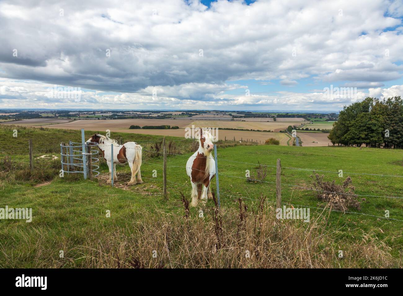 Horses on Hackpen Hill, Marlborough Downs, Wiltshire, England, UK Stock ...