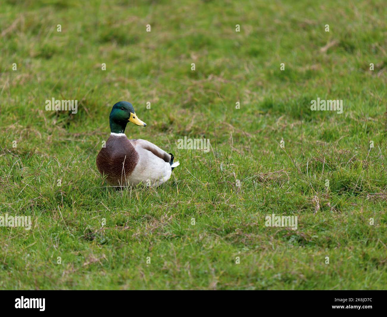 Male Mallard Duck Stock Photo - Alamy
