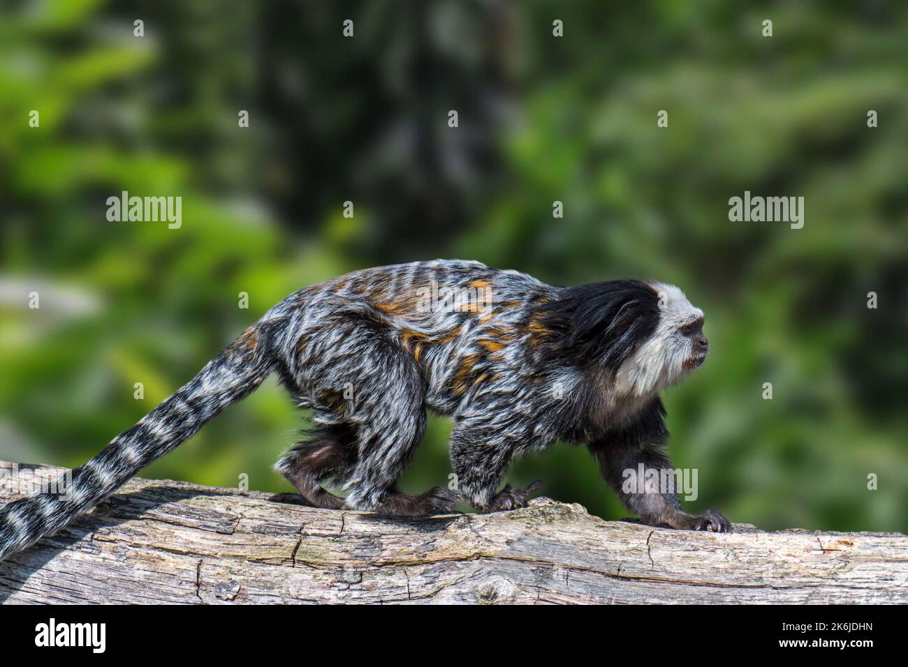 White-headed marmoset / tufted-ear marmoset / Geoffroy's marmoset ...