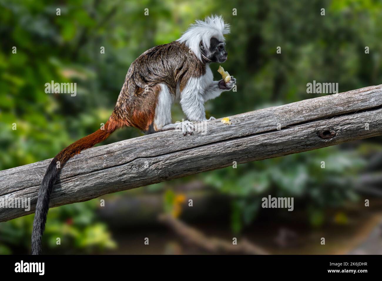 Cotton-top tamarin / cotton-headed tamarin / crested tamarin (Saguinus ...