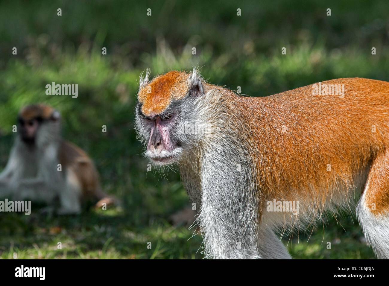 Common patas monkey / wadi monkey / hussar monkey (Erythrocebus patas ...