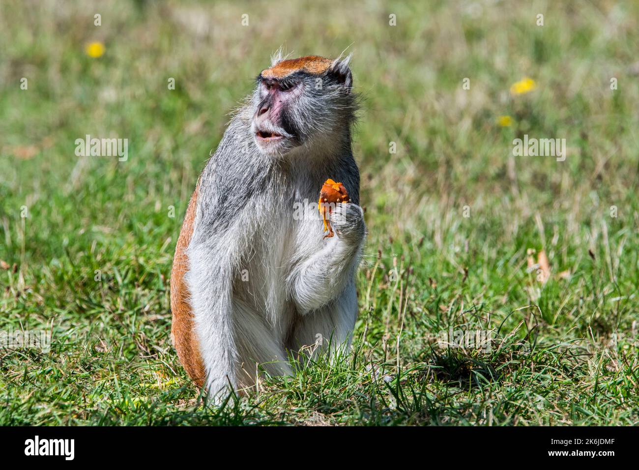 Captive common patas monkey / wadi monkey / hussar monkey (Erythrocebus ...