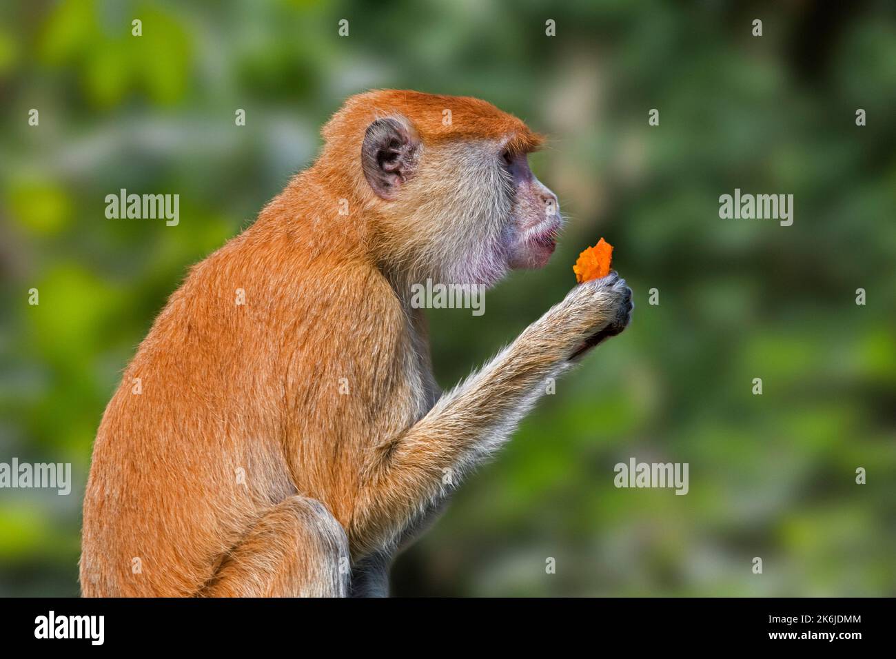 Common patas monkey / wadi monkey / hussar monkey (Erythrocebus patas ...