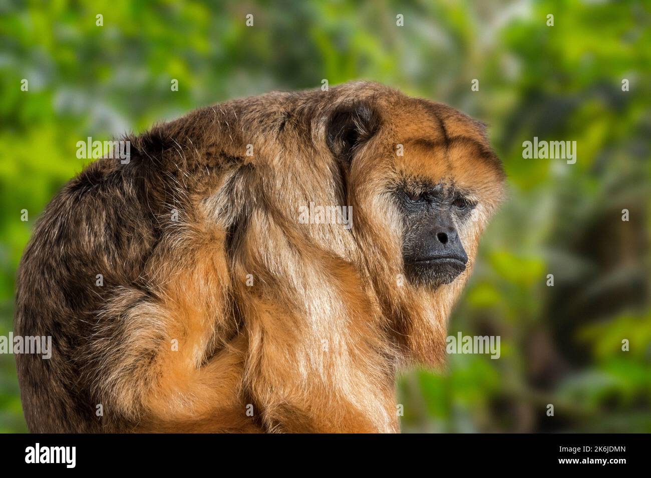 Black howler / black-and-gold howler (Alouatta caraya) female, largest ...