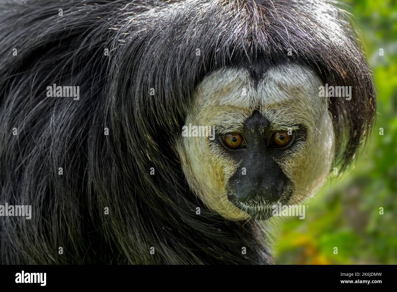 White-faced saki / Guianan saki / golden-faced saki (Pithecia pithecia ...