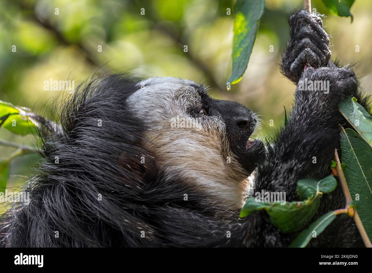 White-faced saki / Guianan saki / golden-faced saki (Pithecia pithecia ...