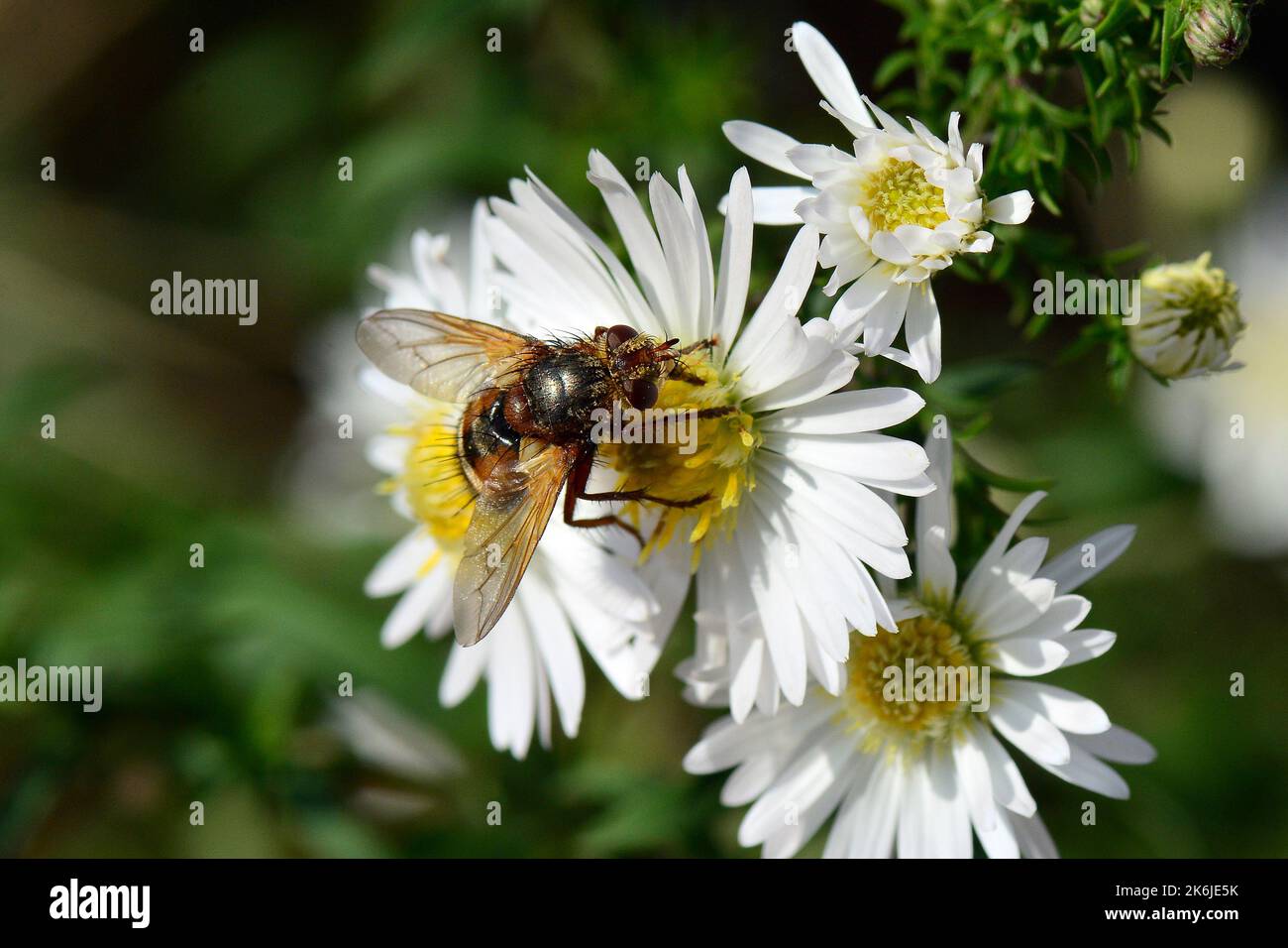 Furkeszlegy hi-res stock photography and images - Alamy