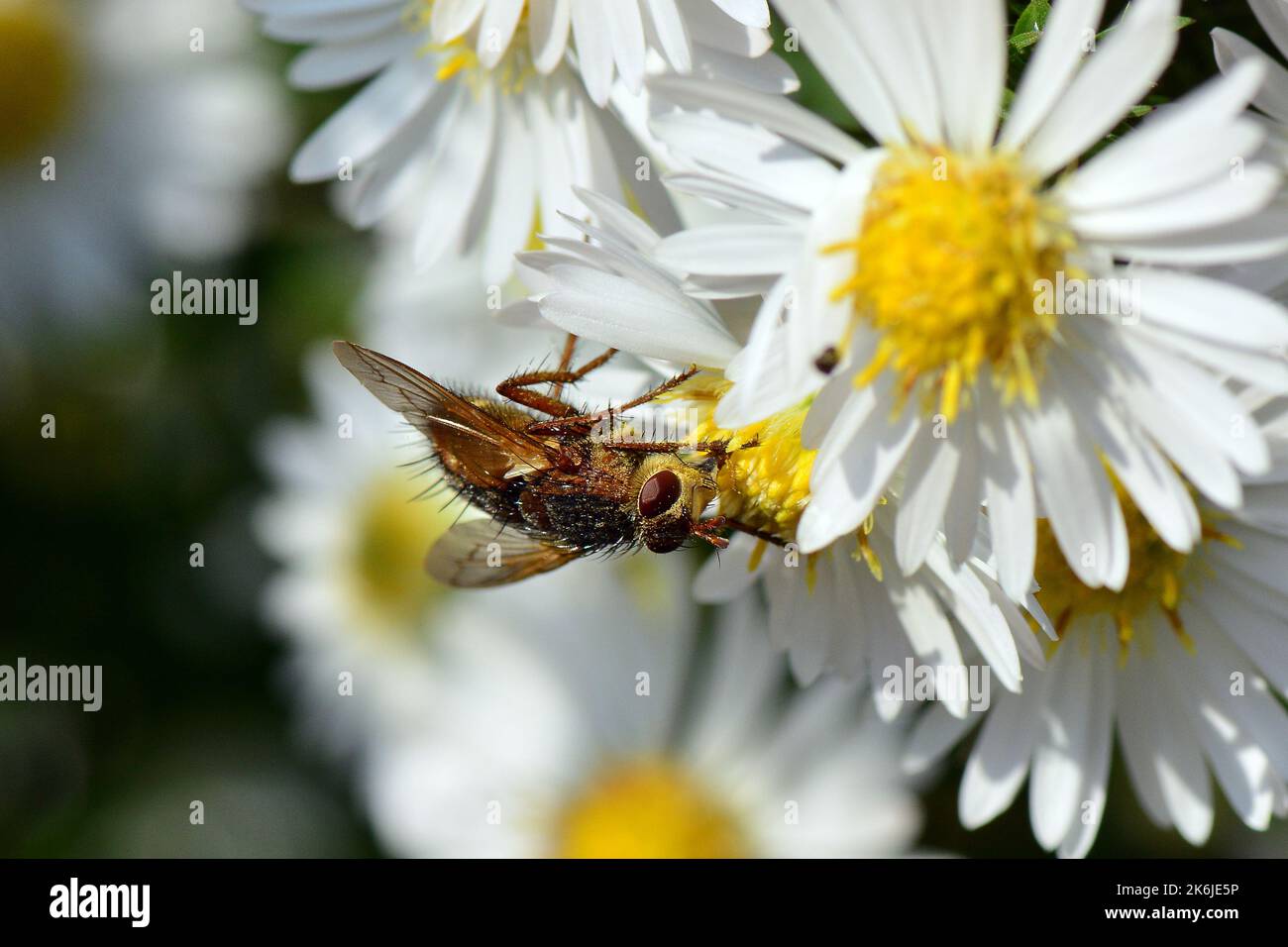 Tachinaire sauvage hi-res stock photography and images - Alamy