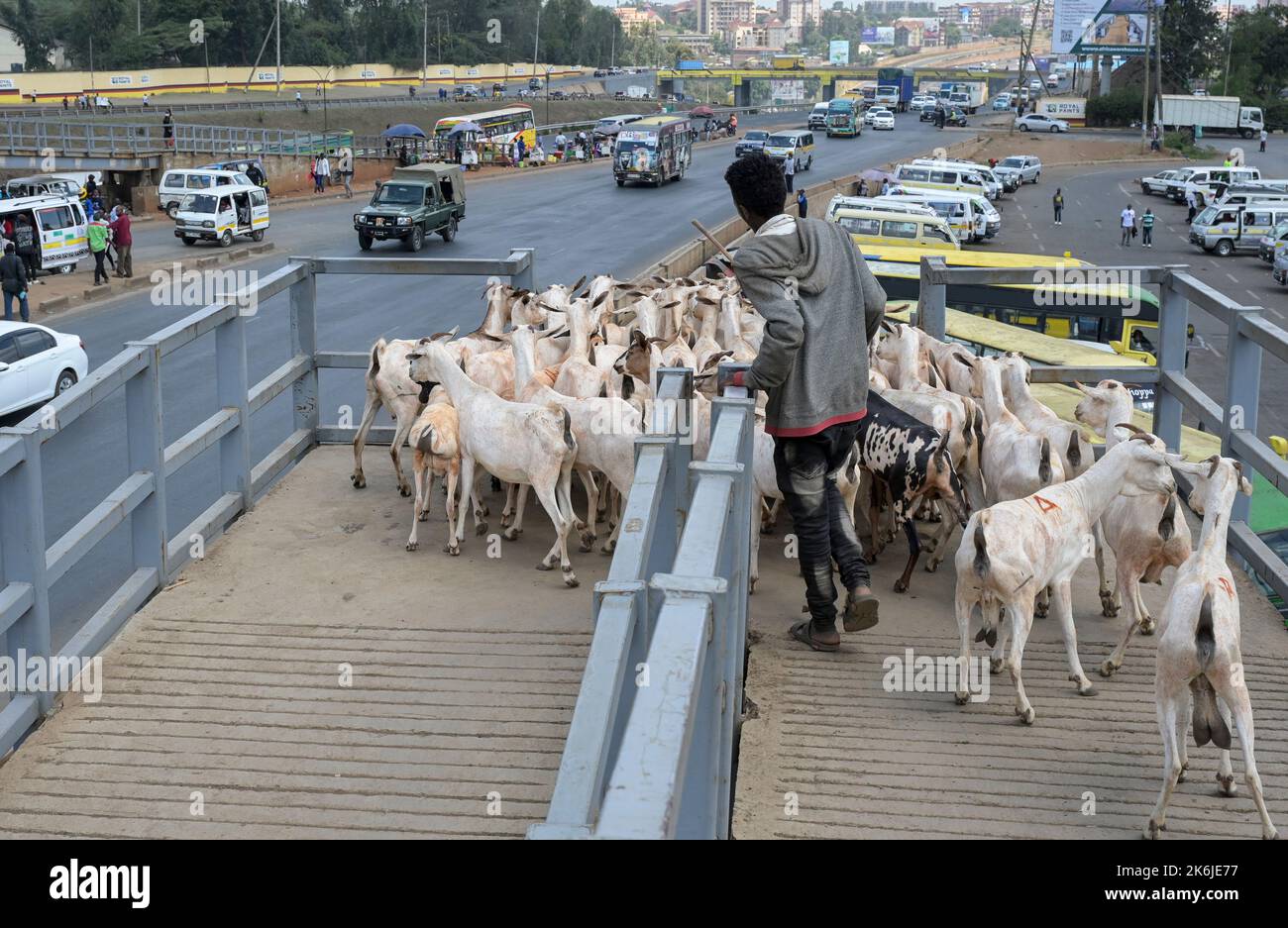KENYA, Nairobi, highway to Thika, goat herd on the way to the ...