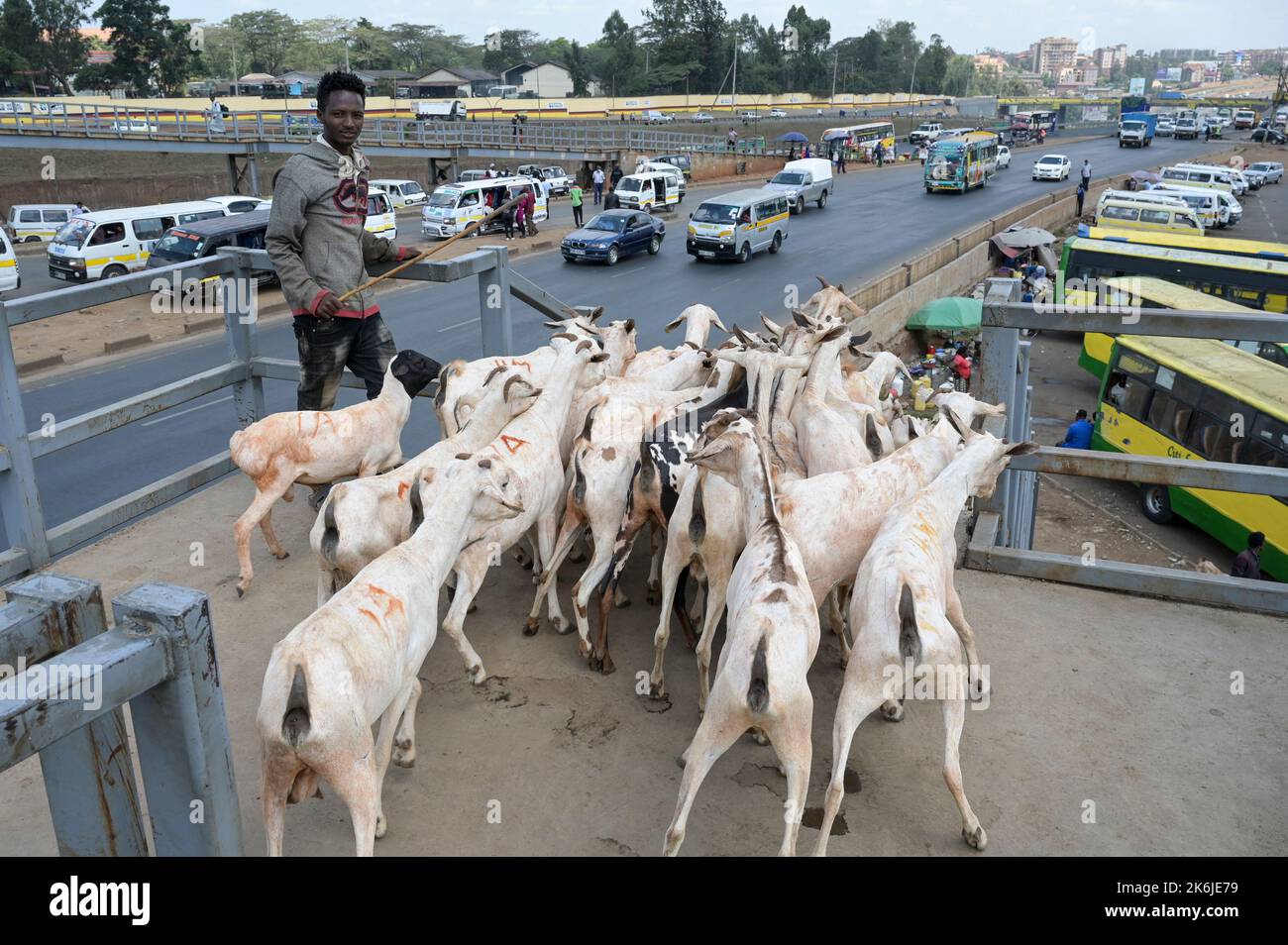 KENYA, Nairobi, highway to Thika, goat herd on the way to the ...