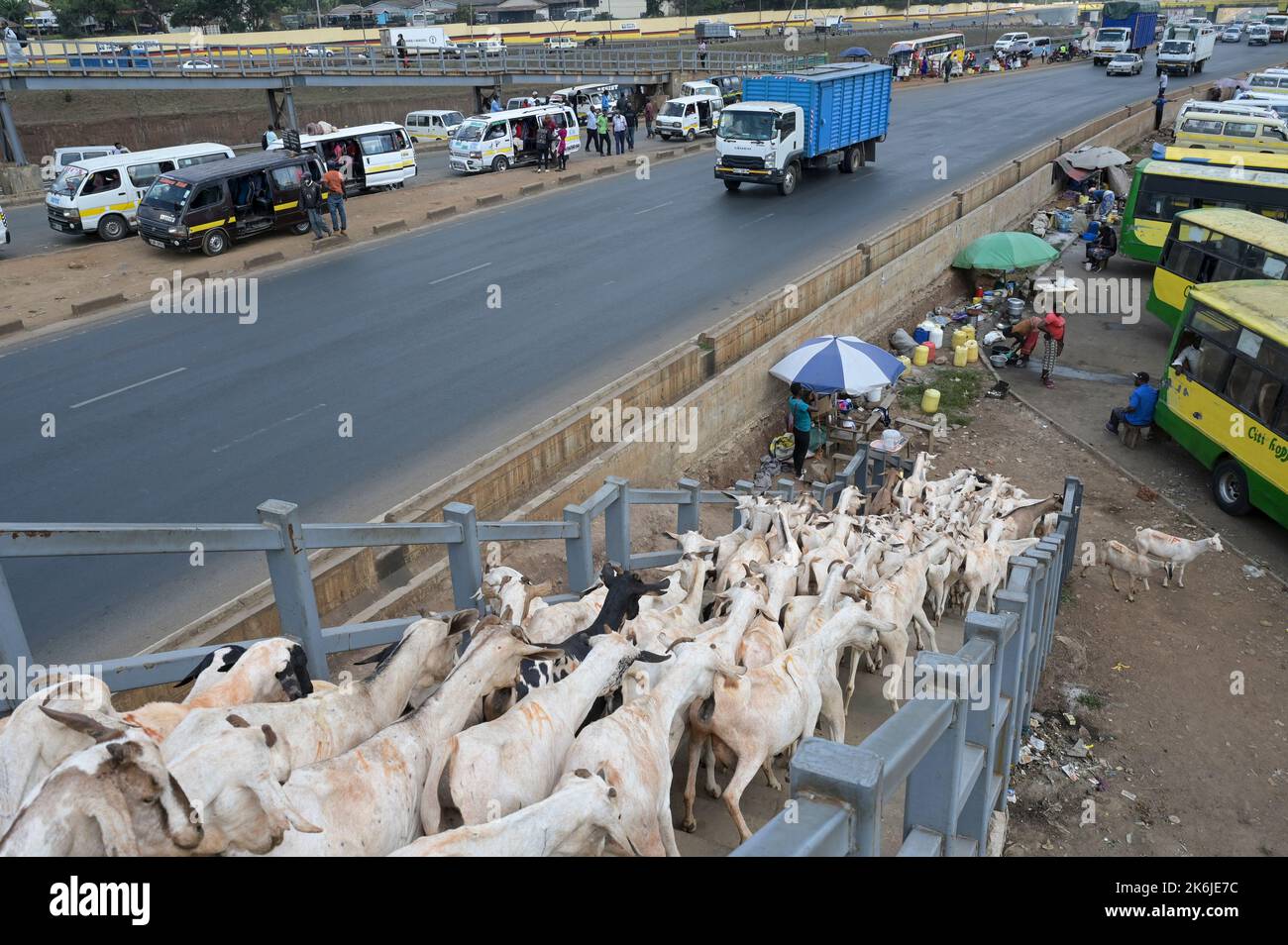 KENYA, Nairobi, highway to Thika, goat herd on the way to the ...
