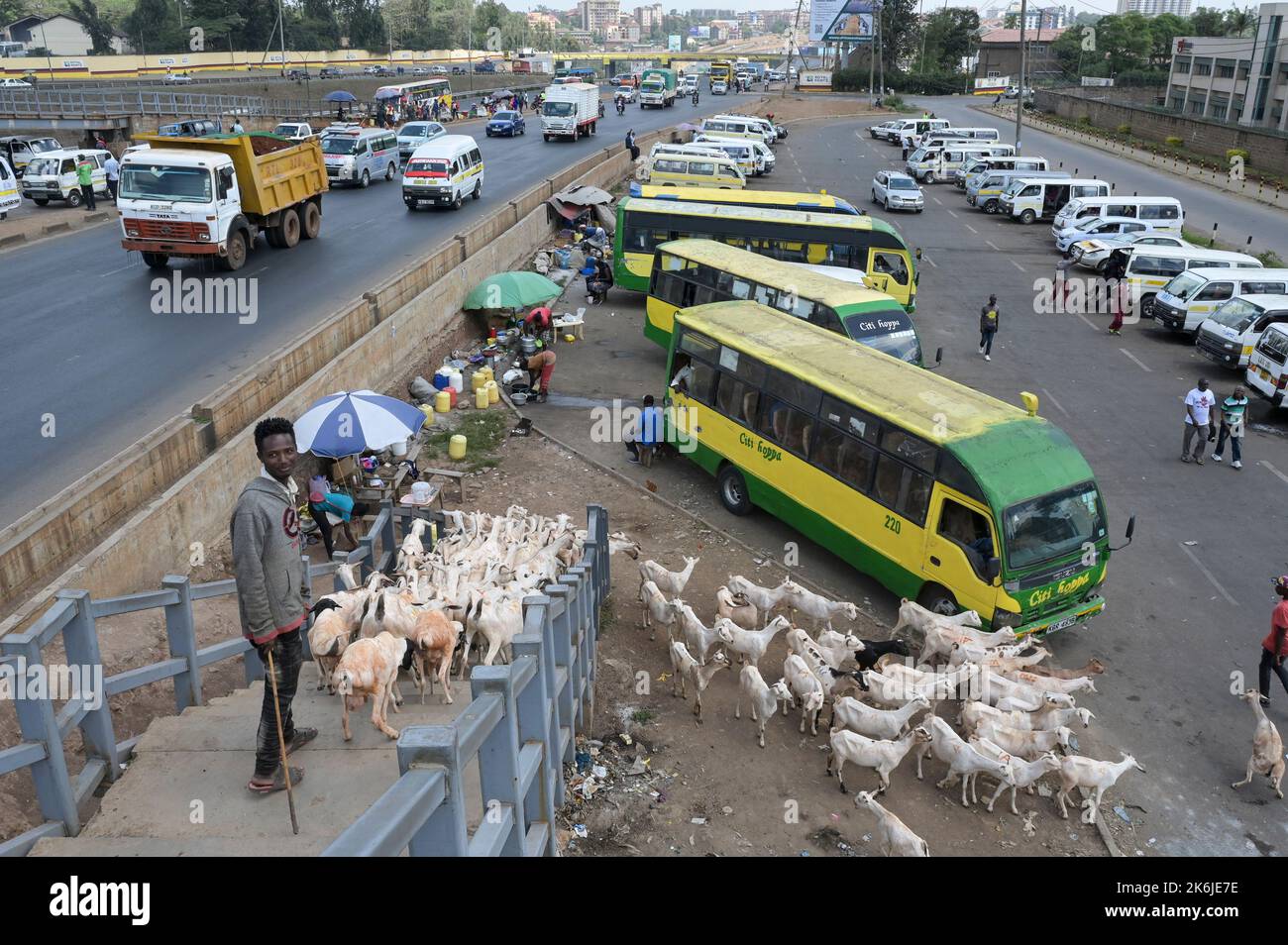 KENYA, Nairobi, highway to Thika, goat herd on the way to the ...