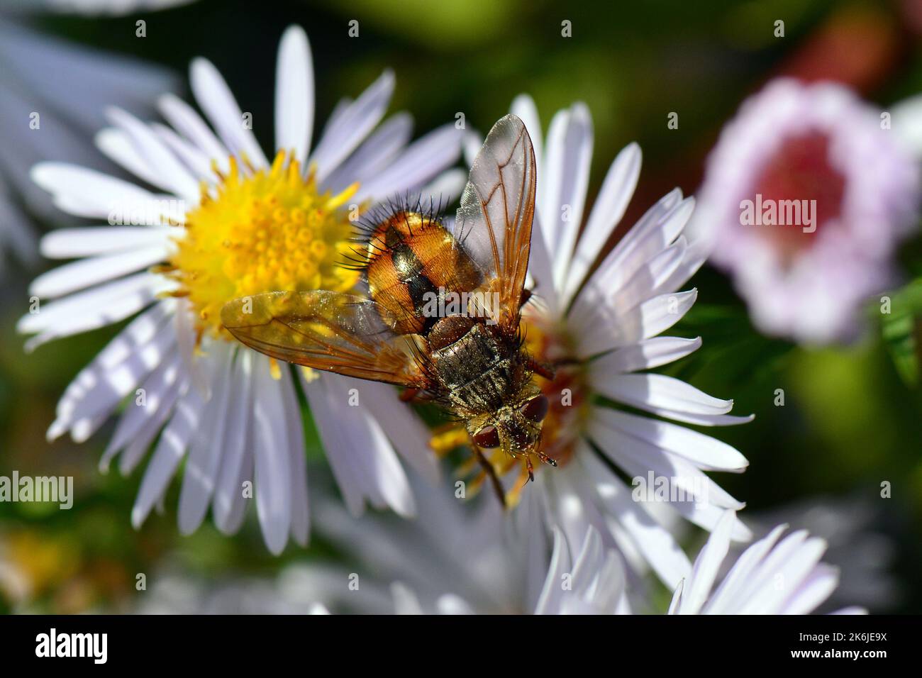 Igelfliege, Tachinaire sauvage, Tachina fera, közönséges fürkészlégy ...