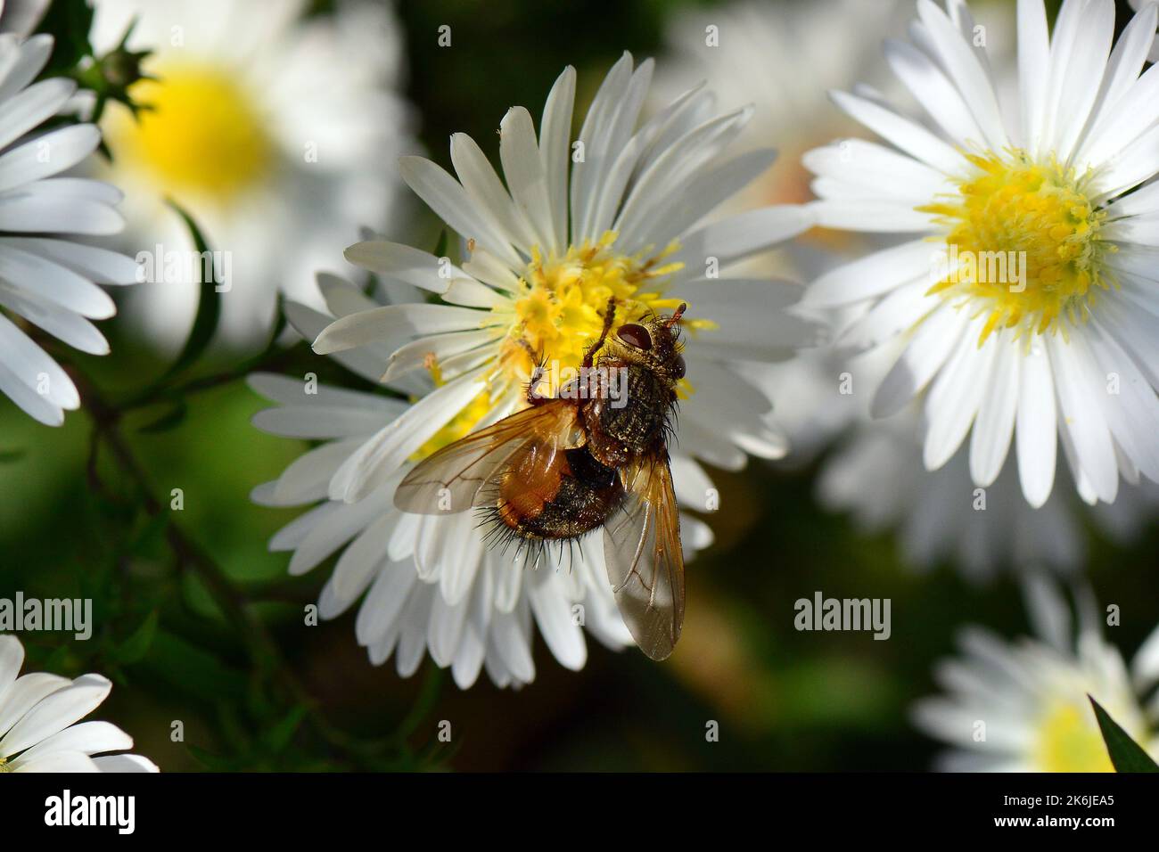 Furkeszlegy hi-res stock photography and images - Alamy