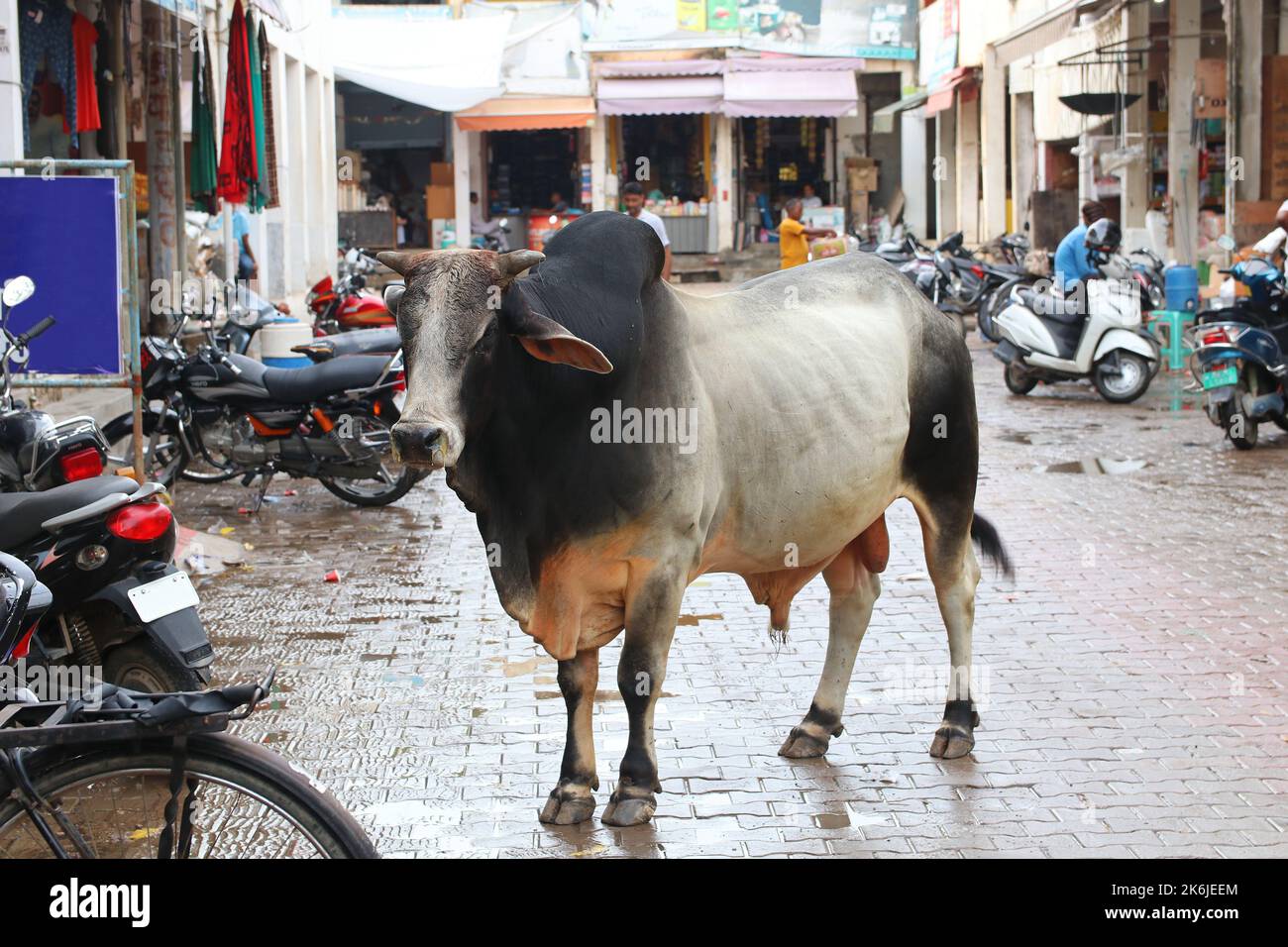 The cow is a sacred animal of the Hindus. Bull on the city street Stock ...
