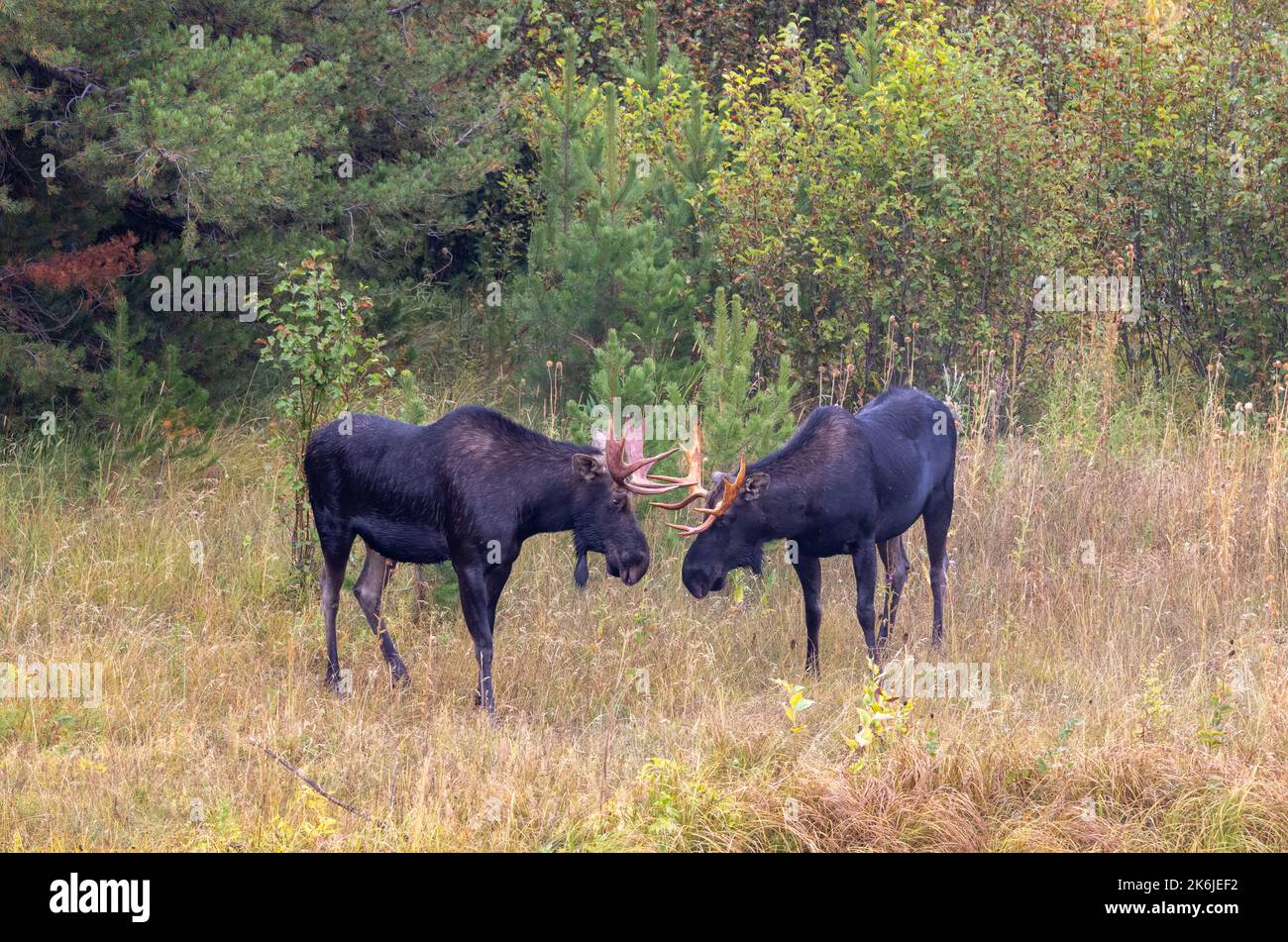 Bull moose fighting grand teton hi-res stock photography and images - Alamy
