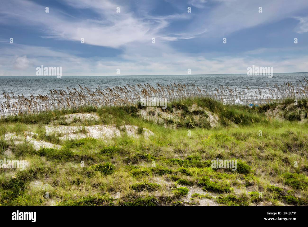 Beach dune and natural vegetation on Amelia Island, an island in Nassau ...