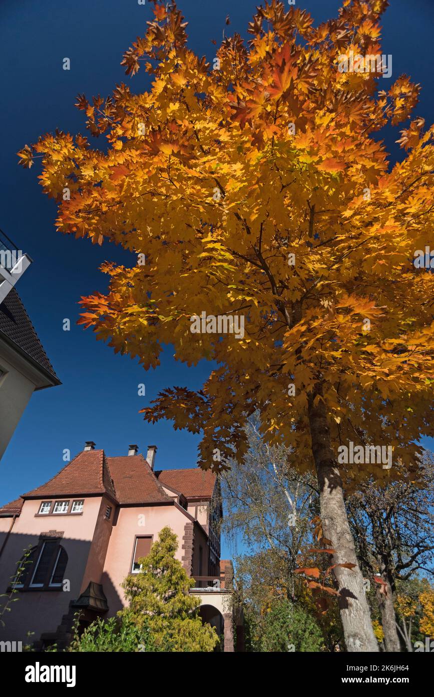 Golden autumn tree in Freiburg, Germany Stock Photo - Alamy