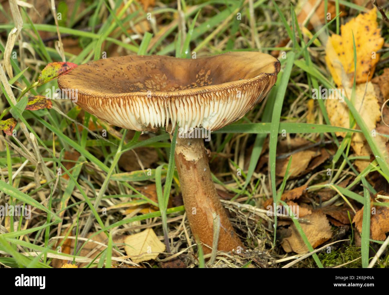 The Common Funnel is widespread in woodlands and has a distinctive ...