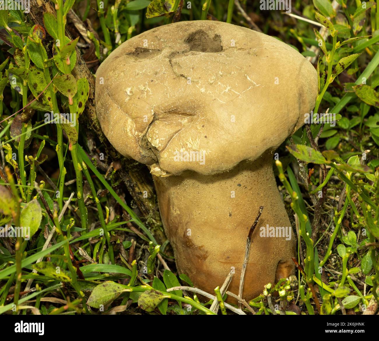 The Pestle Puffball is one of the larger and impressive members of the ...