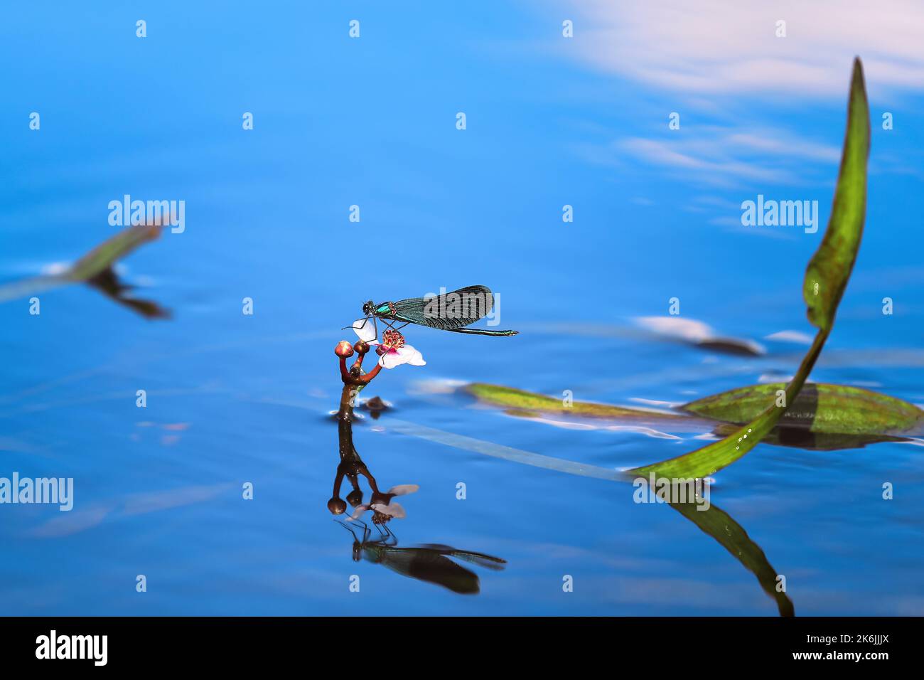 Turquoise dragonfly seat on white flower above water surface close-up ...