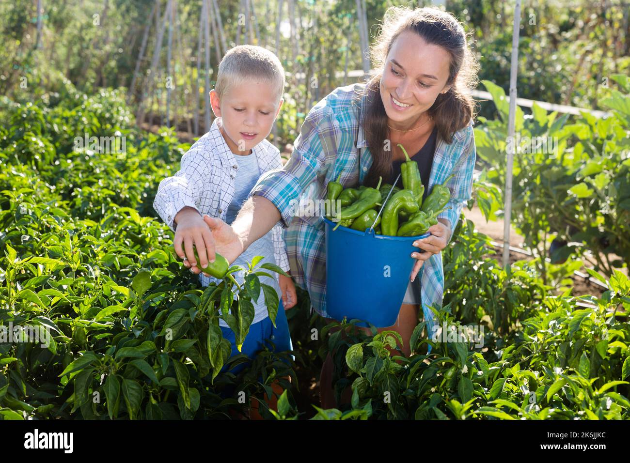Mother and son harvesting bell peppers on plantation Stock Photo - Alamy