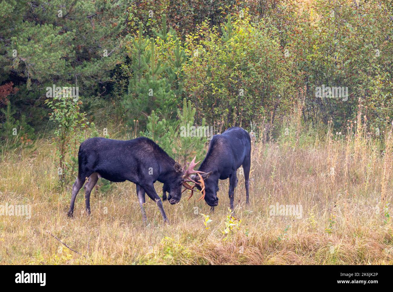 Bull moose fighting grand teton hi-res stock photography and images - Alamy