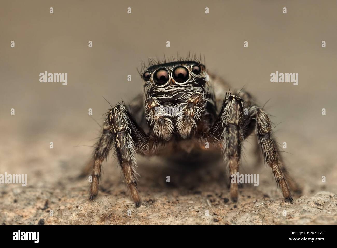 Evarcha falcata Jumping Spider. Tipperary, Ireland Stock Photo - Alamy
