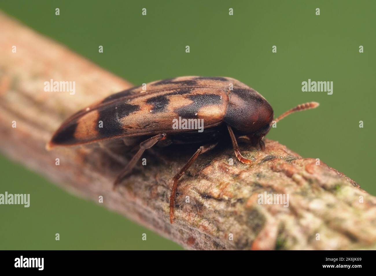 False darkling Beetle (Orchesia undulata) at rest on twig. Tipperary ...