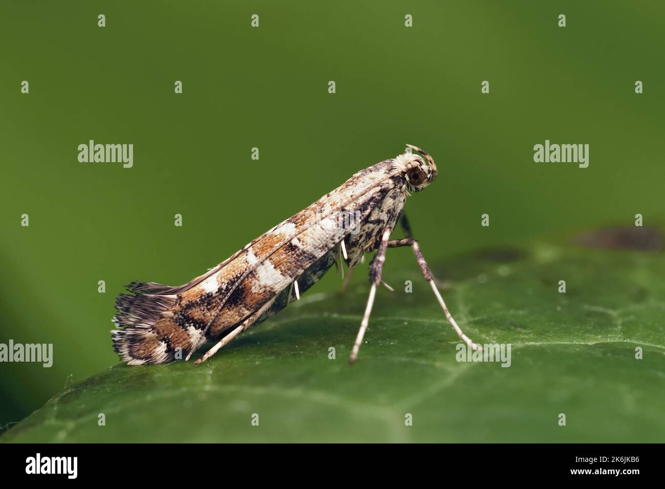 Gracillaria syringella moth resting on ivy leaf. Tipperary, Ireland ...