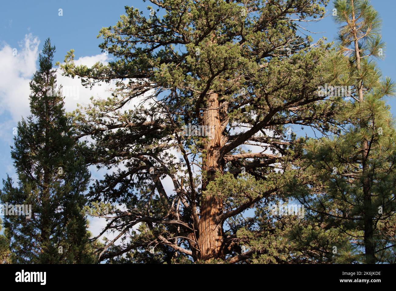 Admire the proud stature and textured trunk of Juniperus Grandis during ...