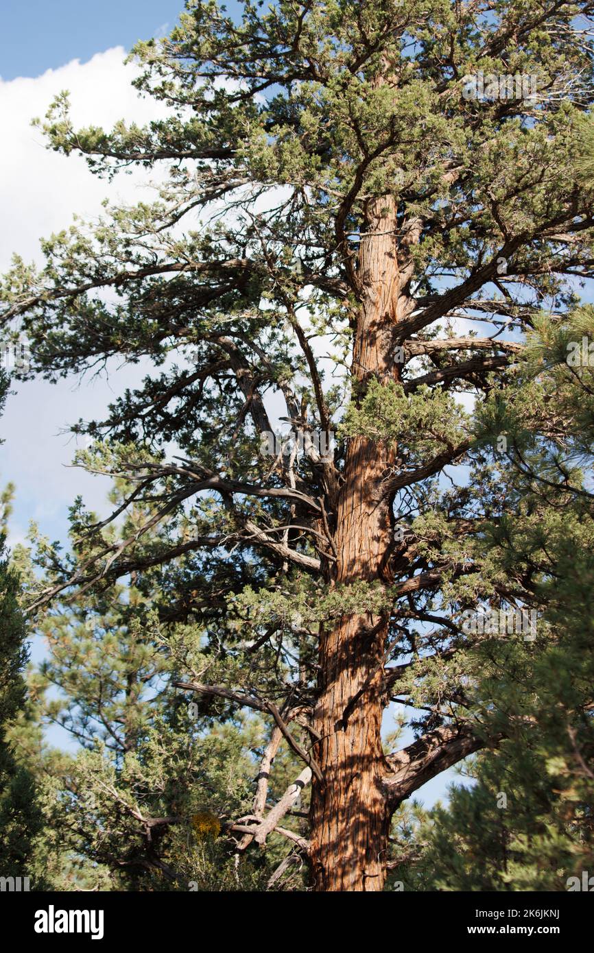 Admire the proud stature and textured trunk of Juniperus Grandis during ...