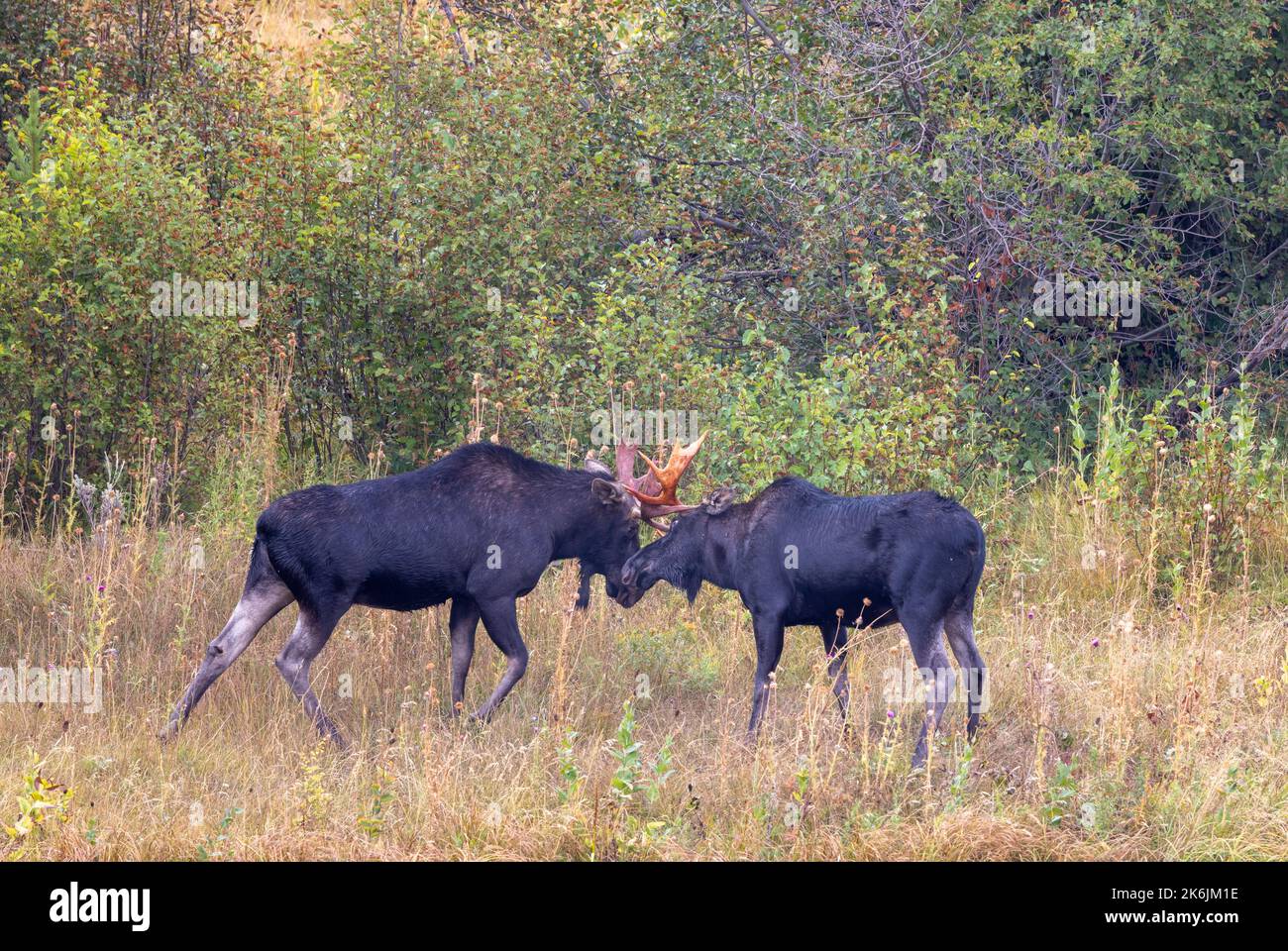 Bull moose fighting grand teton hi-res stock photography and images - Alamy