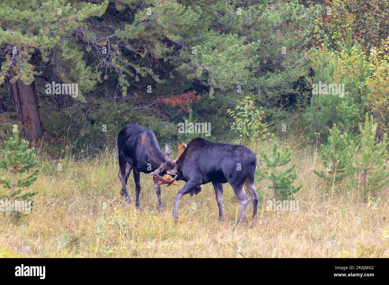 Bull moose fighting grand teton hi-res stock photography and images - Alamy