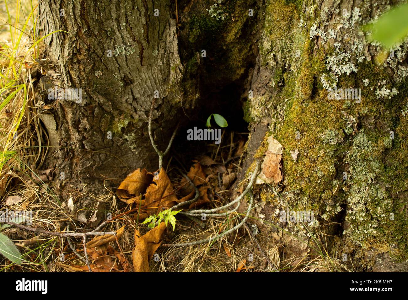 Green moss growing around a tree hollow Stock Photo - Alamy