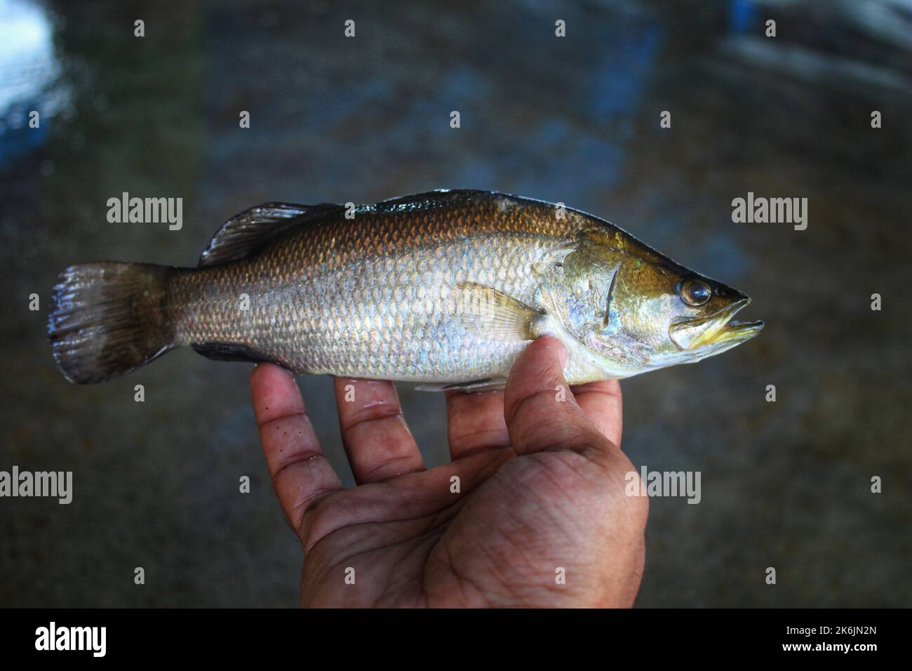 Asian Sea bass bekti fish in hand in nice blur background HD Stock ...