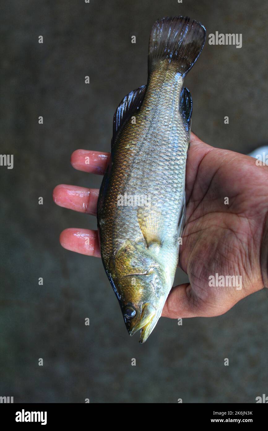 Asian Sea bass bekti fish in hand in nice blur background HD Stock ...