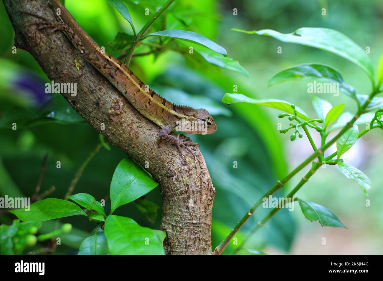 Geasden lizard hide on tree branch in nice green background Stock Photo ...