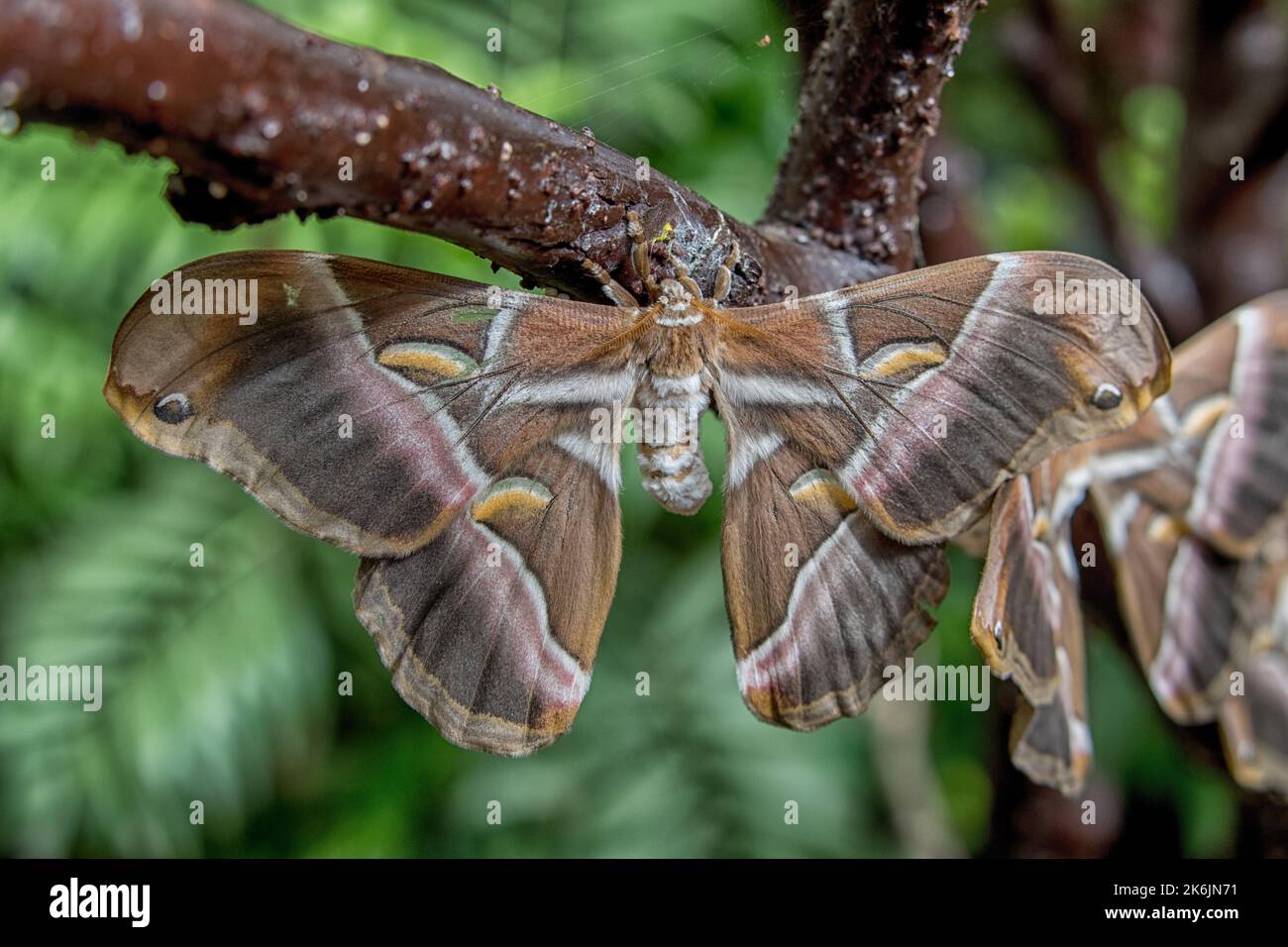 Close up of atlas moth hi-res stock photography and images - Alamy