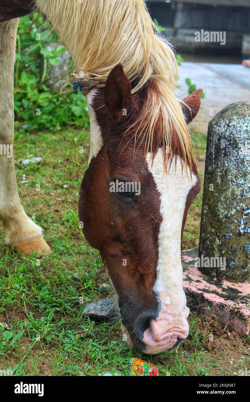 Horse head in nice blur background HD Stock Photo - Alamy
