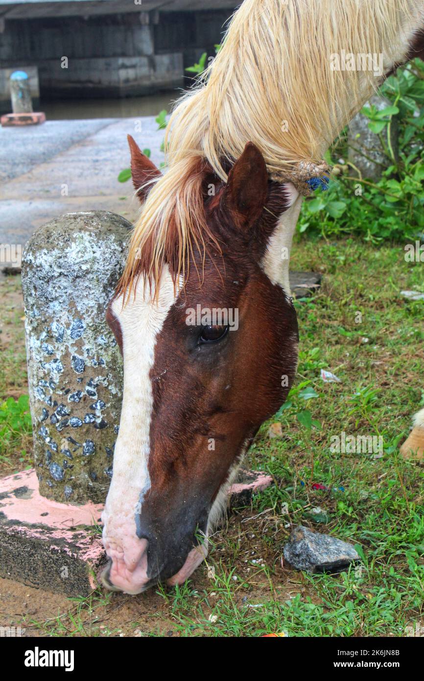 Horse head in nice blur background HD Stock Photo - Alamy